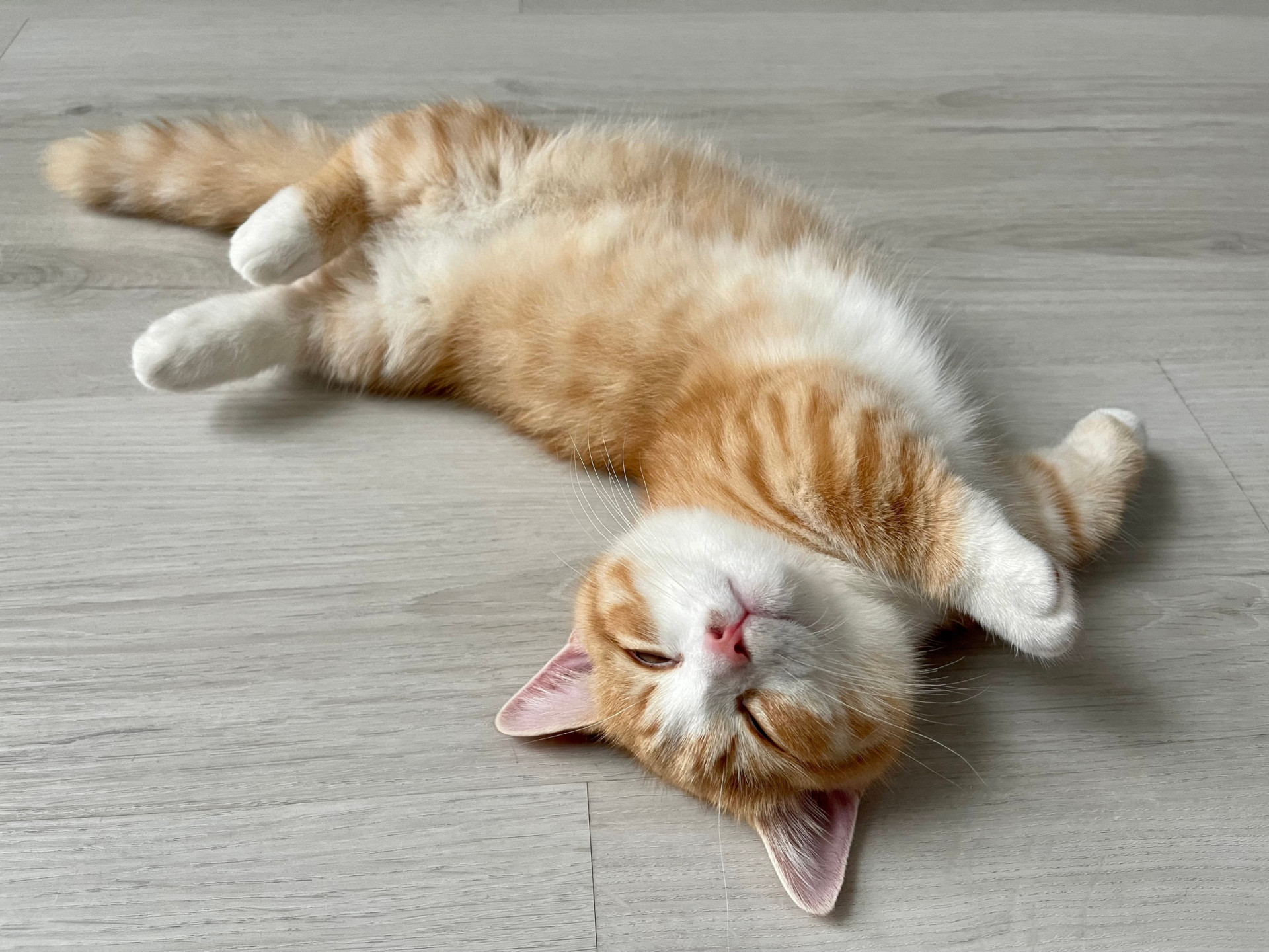 Die kleinsten Katzenrassen der Welt