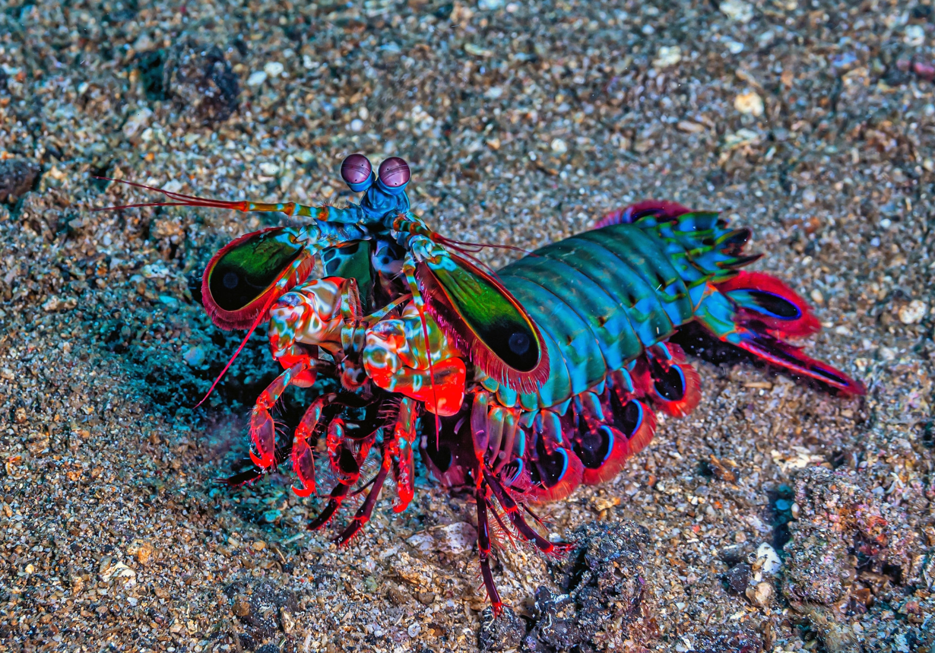 Animals with misleading names