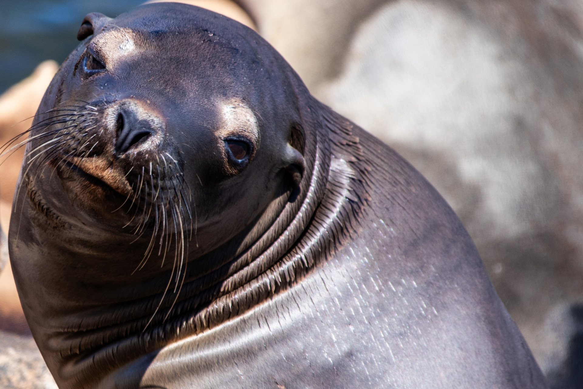 Animals with misleading names