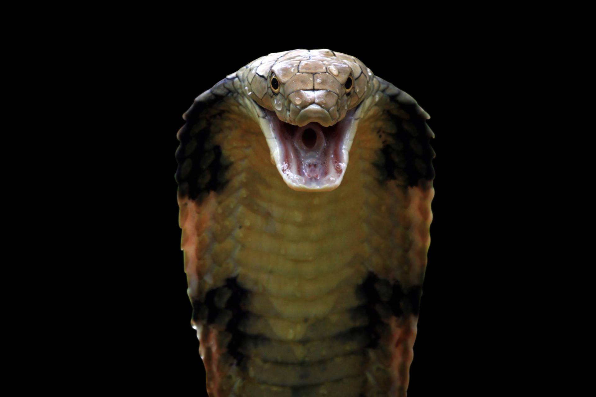 Animals with misleading names