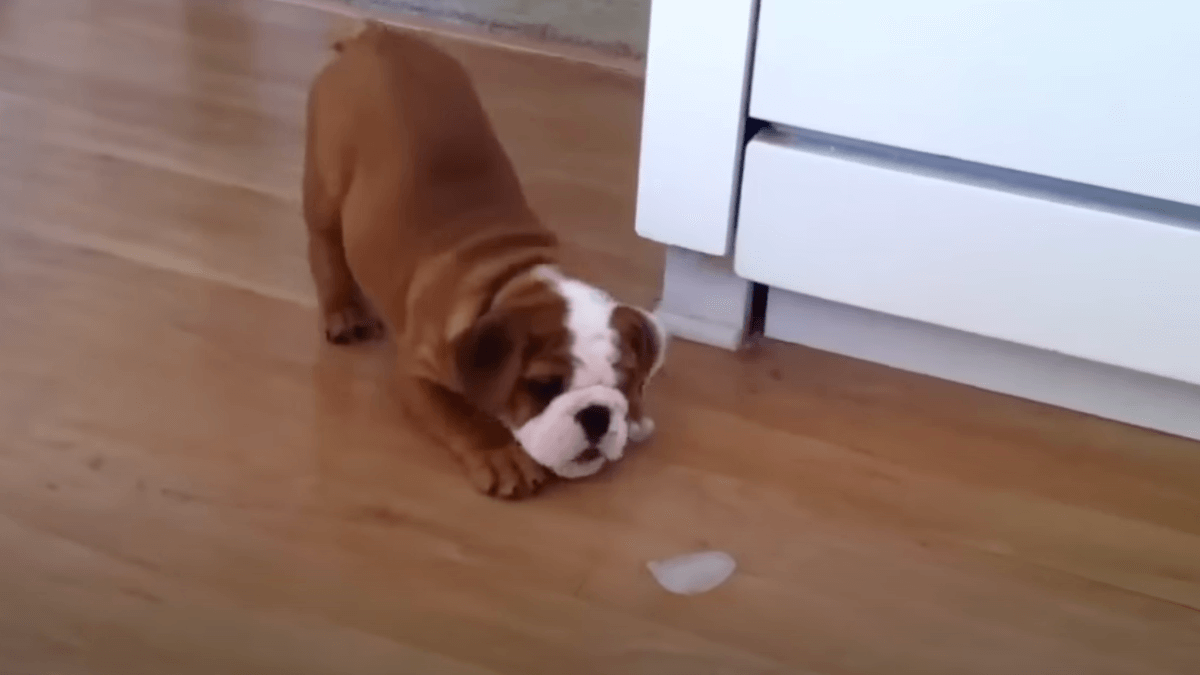 Bulldog puppy has the most hilarious reaction to an ice cube (video)