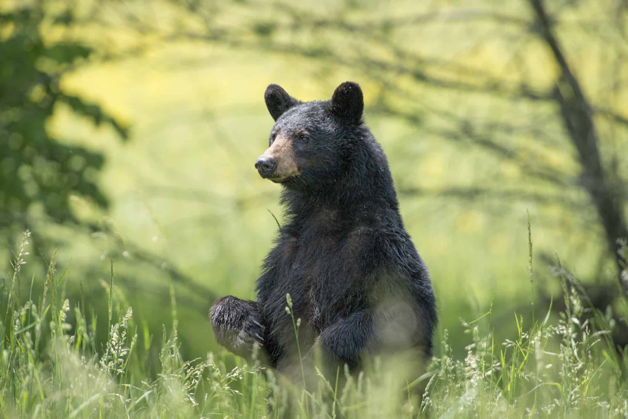 Controversy in the Sunshine State: Inside Florida’s black bear hunt ...