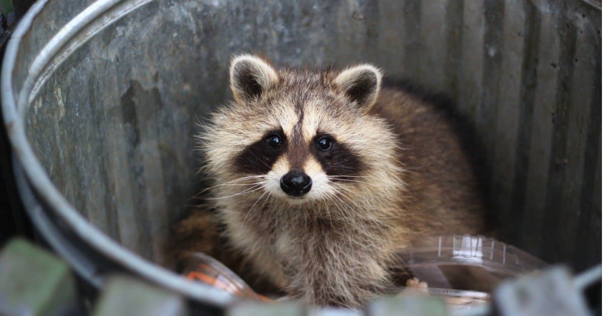 The top predators that hunt wild raccoons