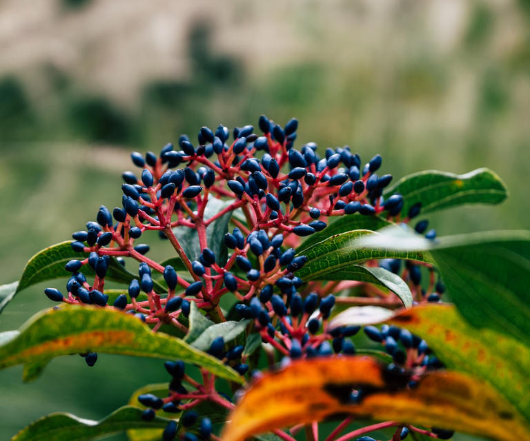 5 native plants to feed birds in winter - see our expert recommendations
