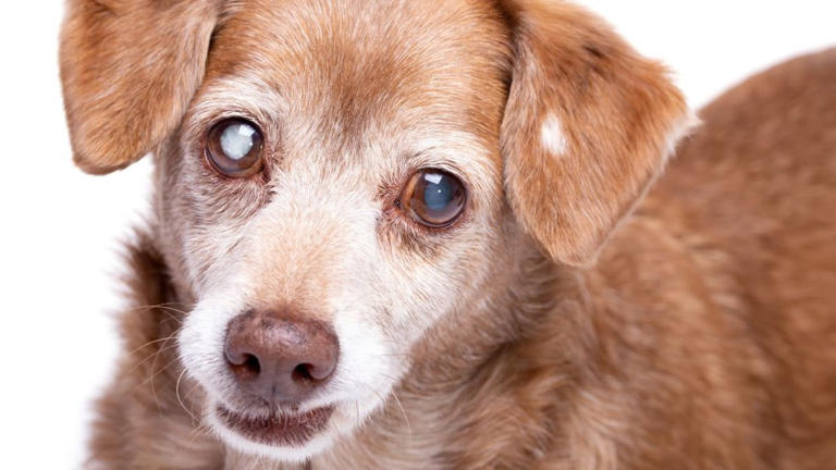 Grauer Star beim Hund: Vierbeiner mit trüber Sicht