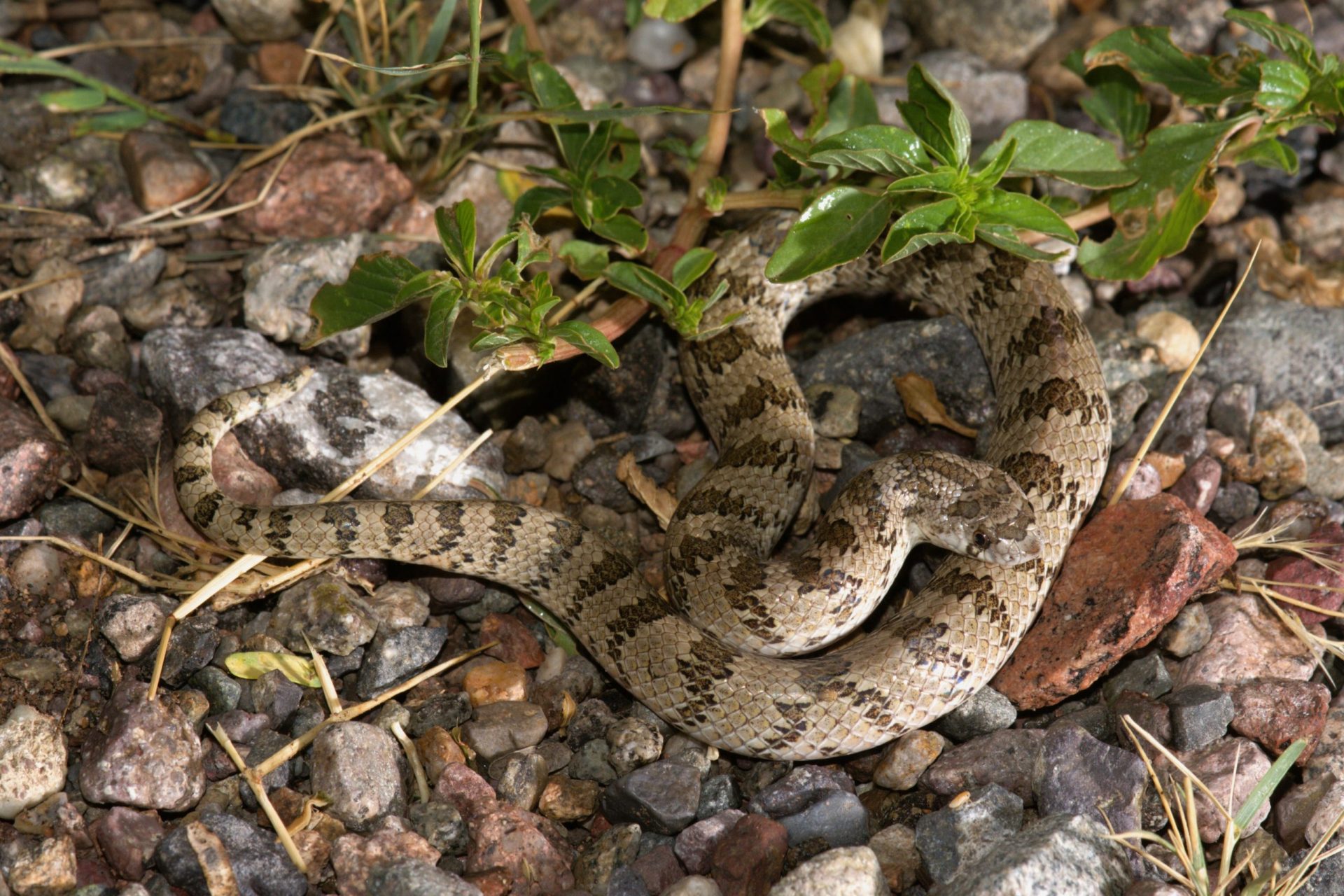 Le monde fascinant des pets des animaux : les faits inédits et ...