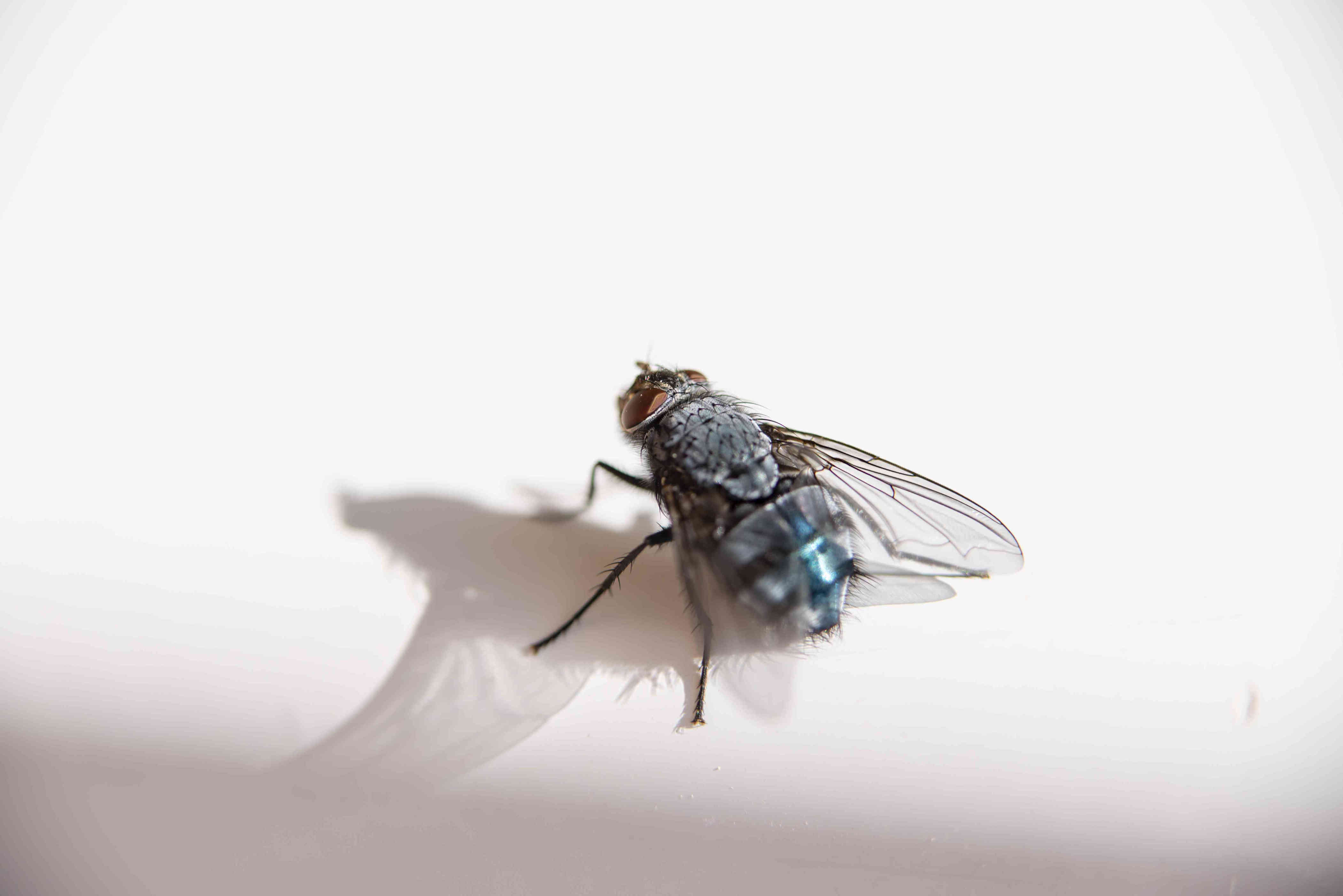 Why Are There So Many Flies in My House?