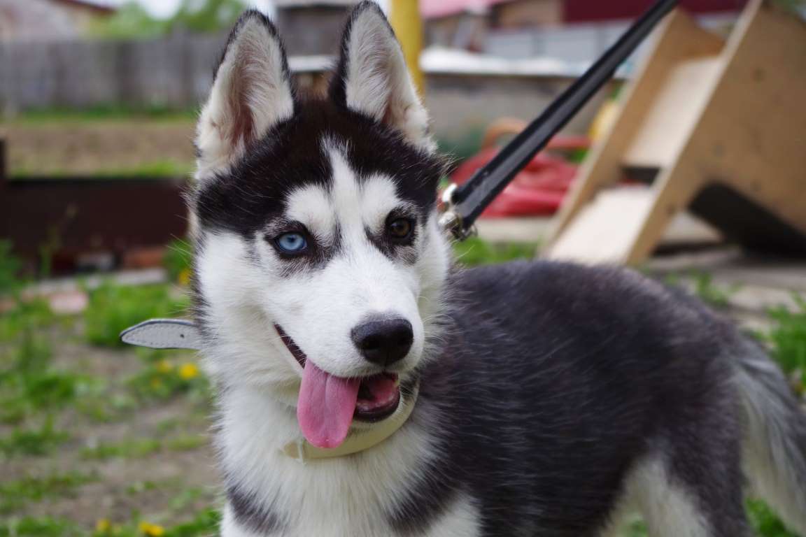 The Longest Living Dog Breeds