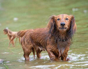 Dive into adventure with 11 webbed-foot dog breeds