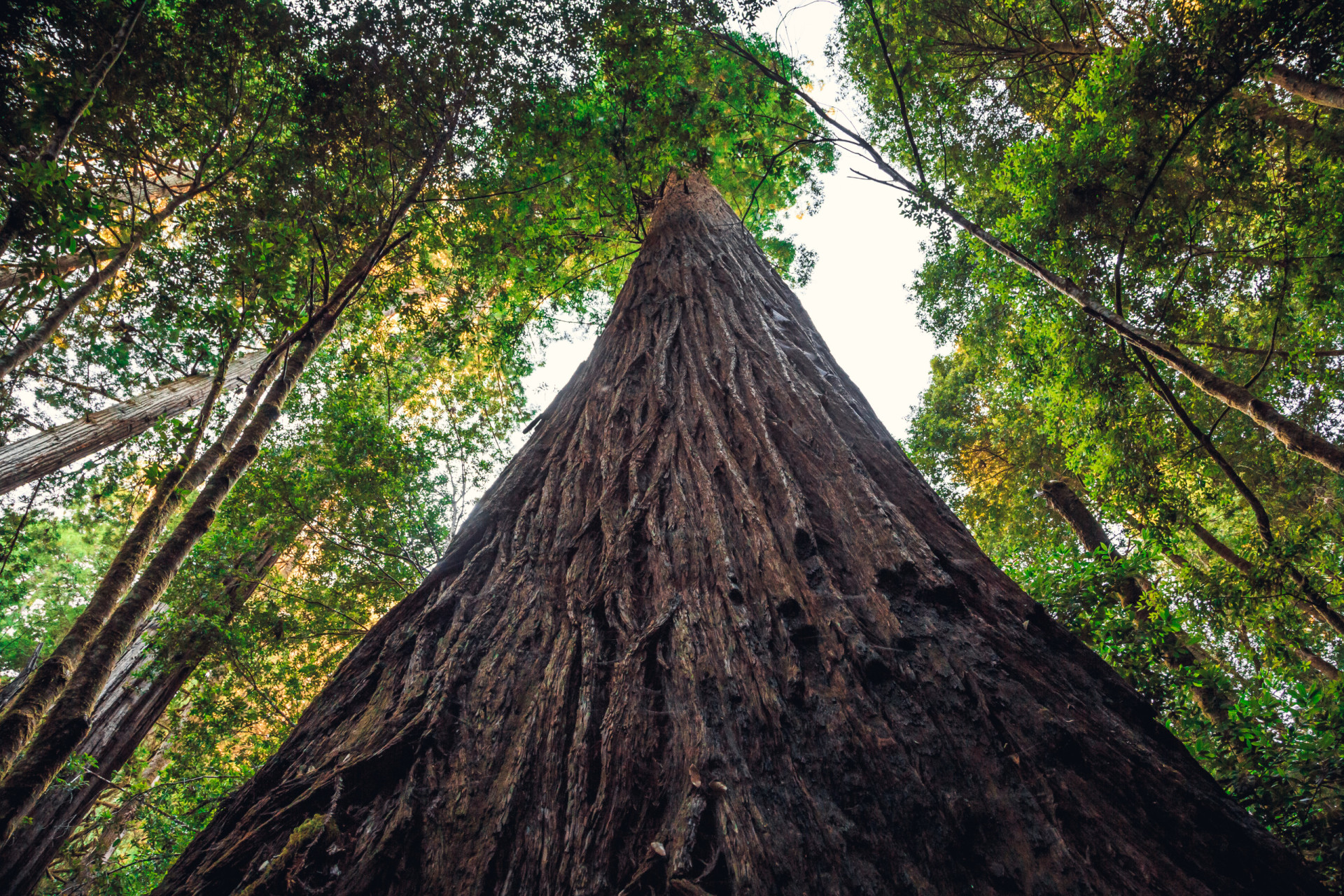 The tallest trees in the world, and where to admire them