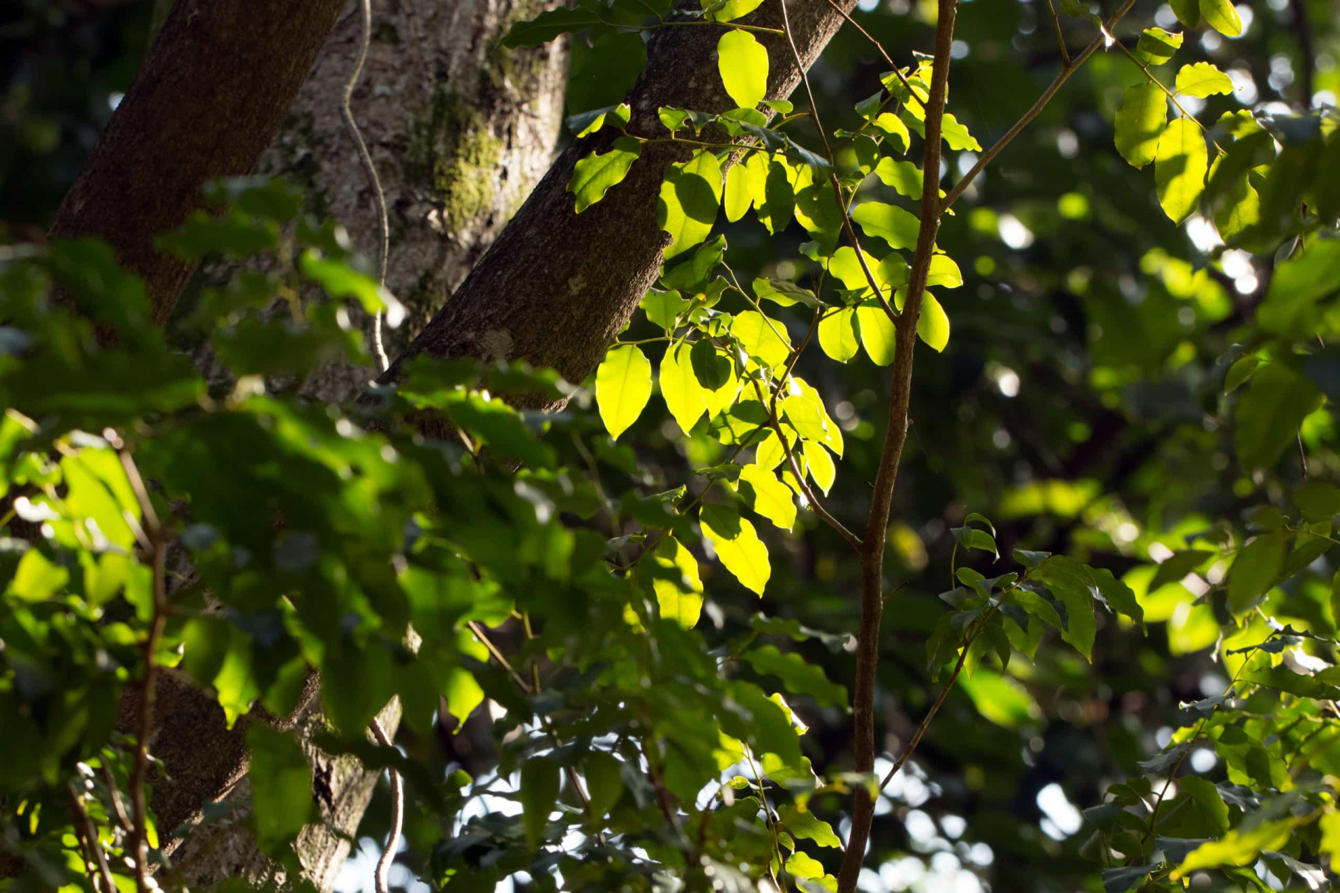 The most common food allergies