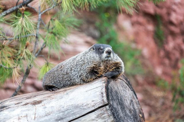 16 groundhog facts you need to know for Groundhog Day