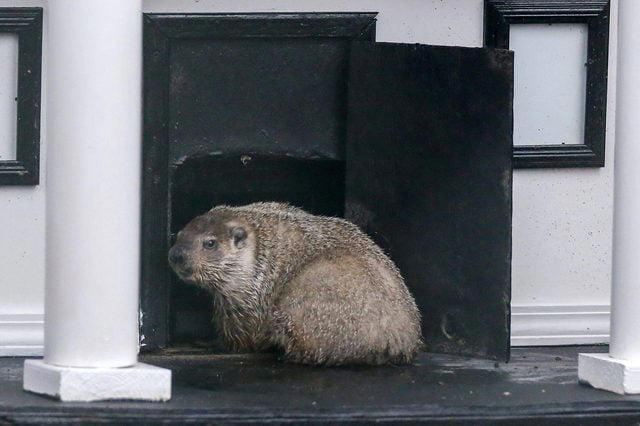 16 groundhog facts you need to know for Groundhog Day