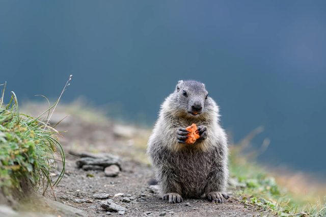 16 Groundhog Facts You Need to Know for Groundhog Day