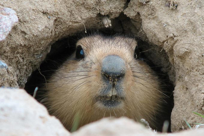 16 Groundhog Facts You Need to Know for Groundhog Day