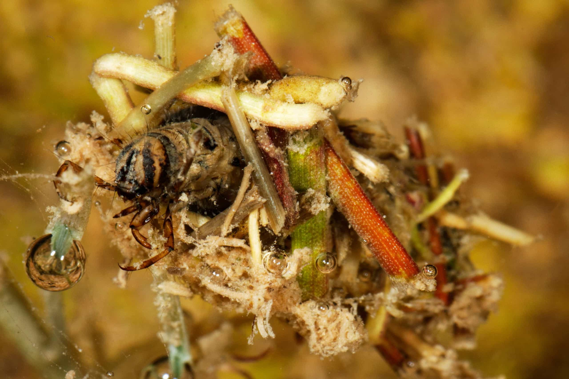 Zajímavosti o zvířatech, které vás překvapí a potěší zároveň