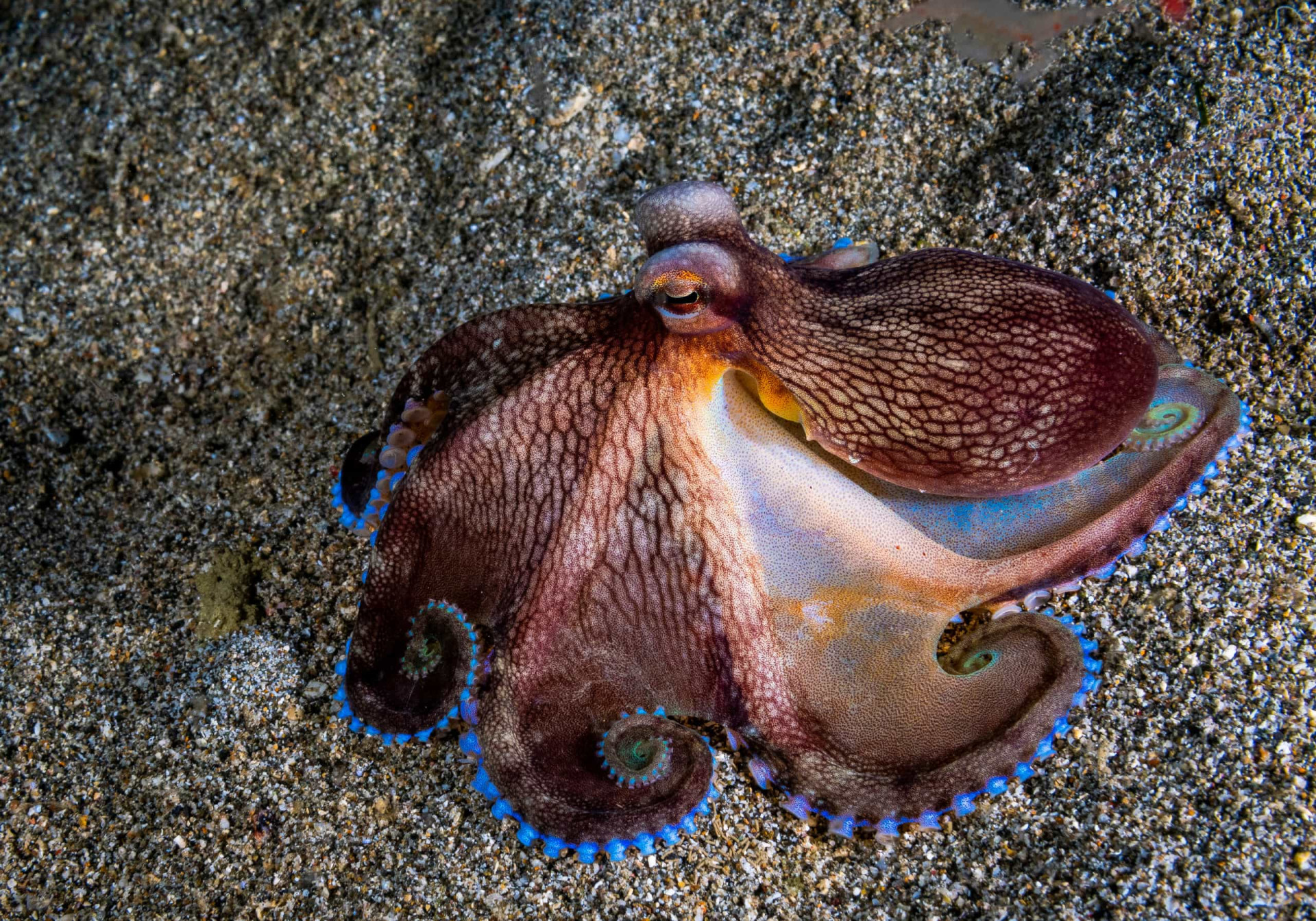 The ocean's most beautiful creatures