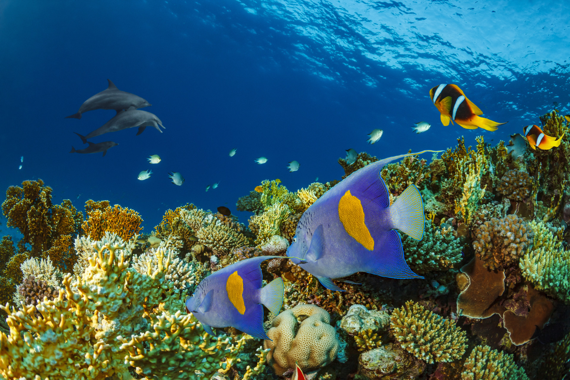 The world's most colorful coral reefs