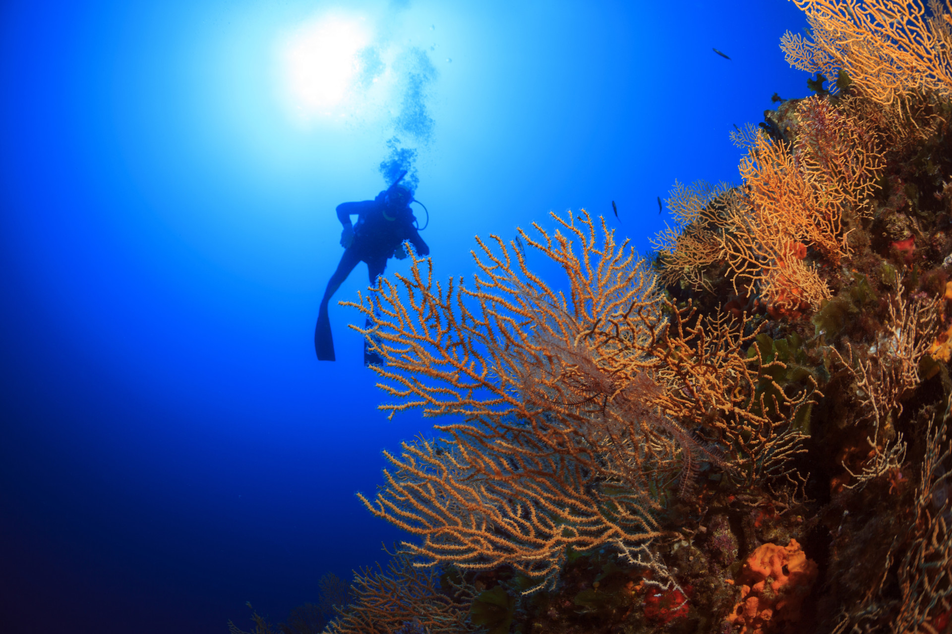 The world's most colorful coral reefs