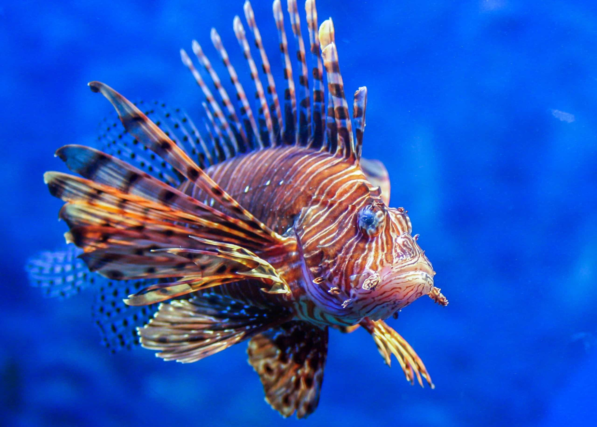 The ocean's most beautiful creatures