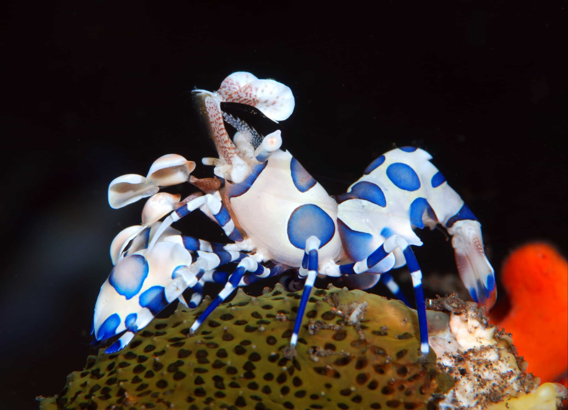 The ocean's most beautiful creatures