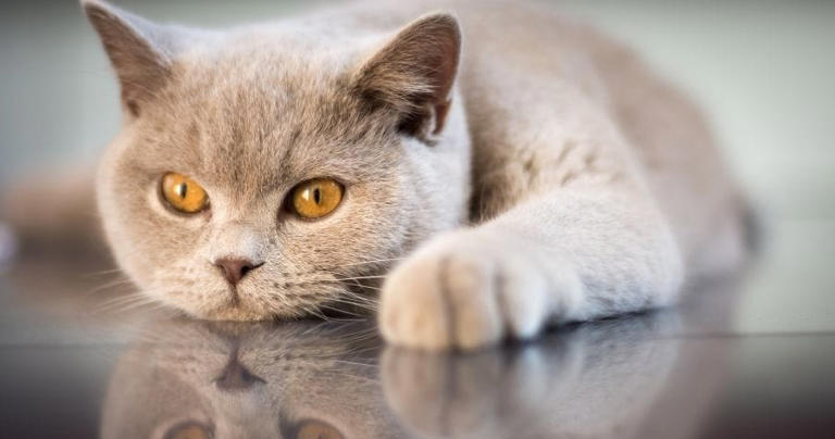 Personalidades de gatos según su color