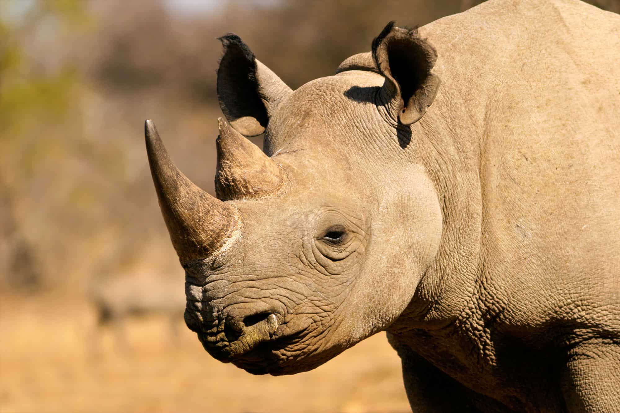 7 Animals That Have Gone Extinct In The Past 100 Years