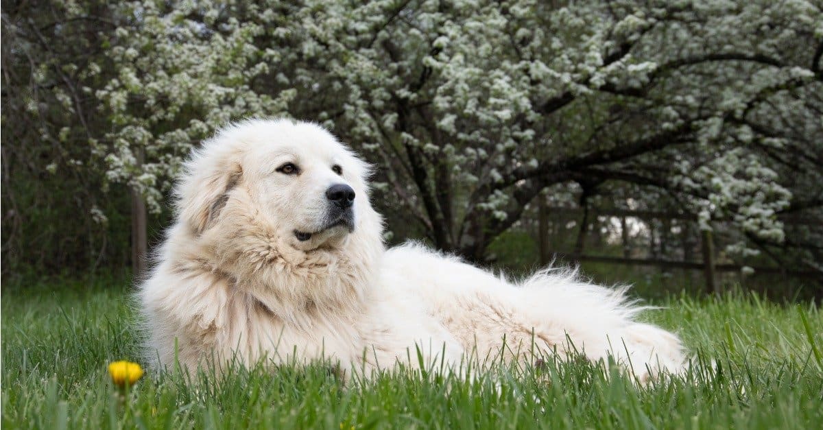 These Gorgeous Large, White Dog Breeds Are Popular Pets