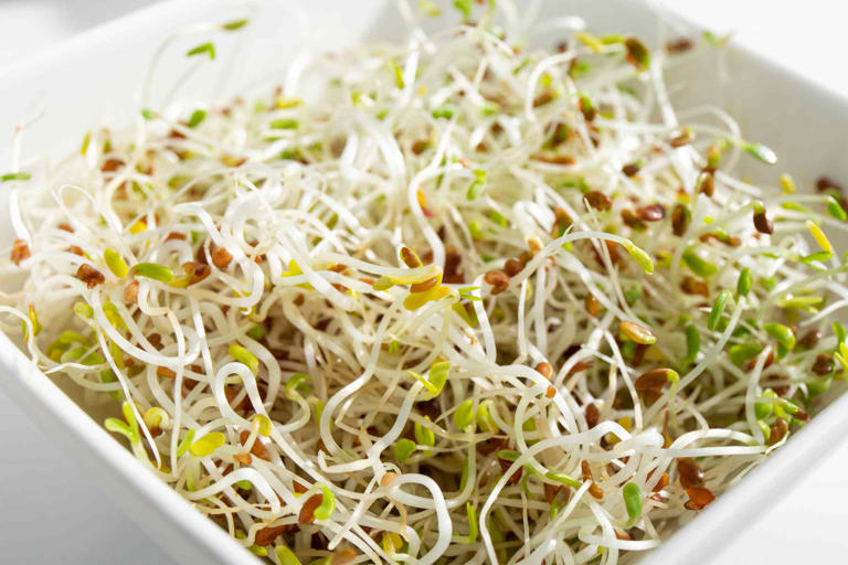 Top Health Benefits of Alfalfa You Should Know
