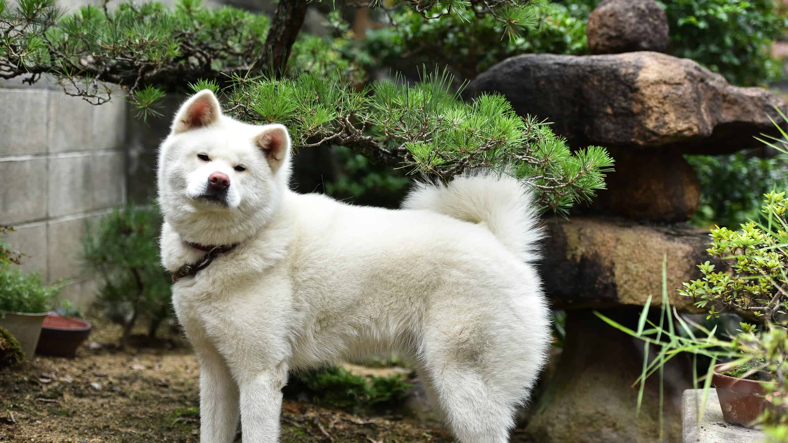 The Most Popular Large, White Dog Breeds
