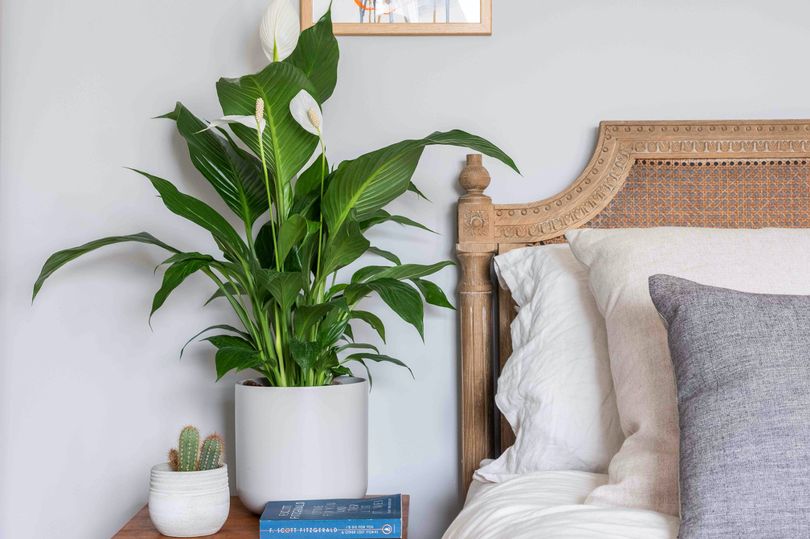 Houseplants that can help keep your home clean by removing dust from ...