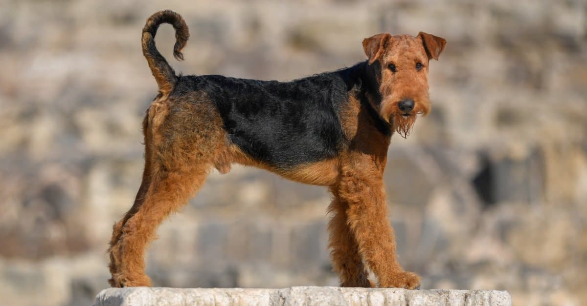 Compelling Reasons to Enlist an Airedale Terrier to Guard Your Family