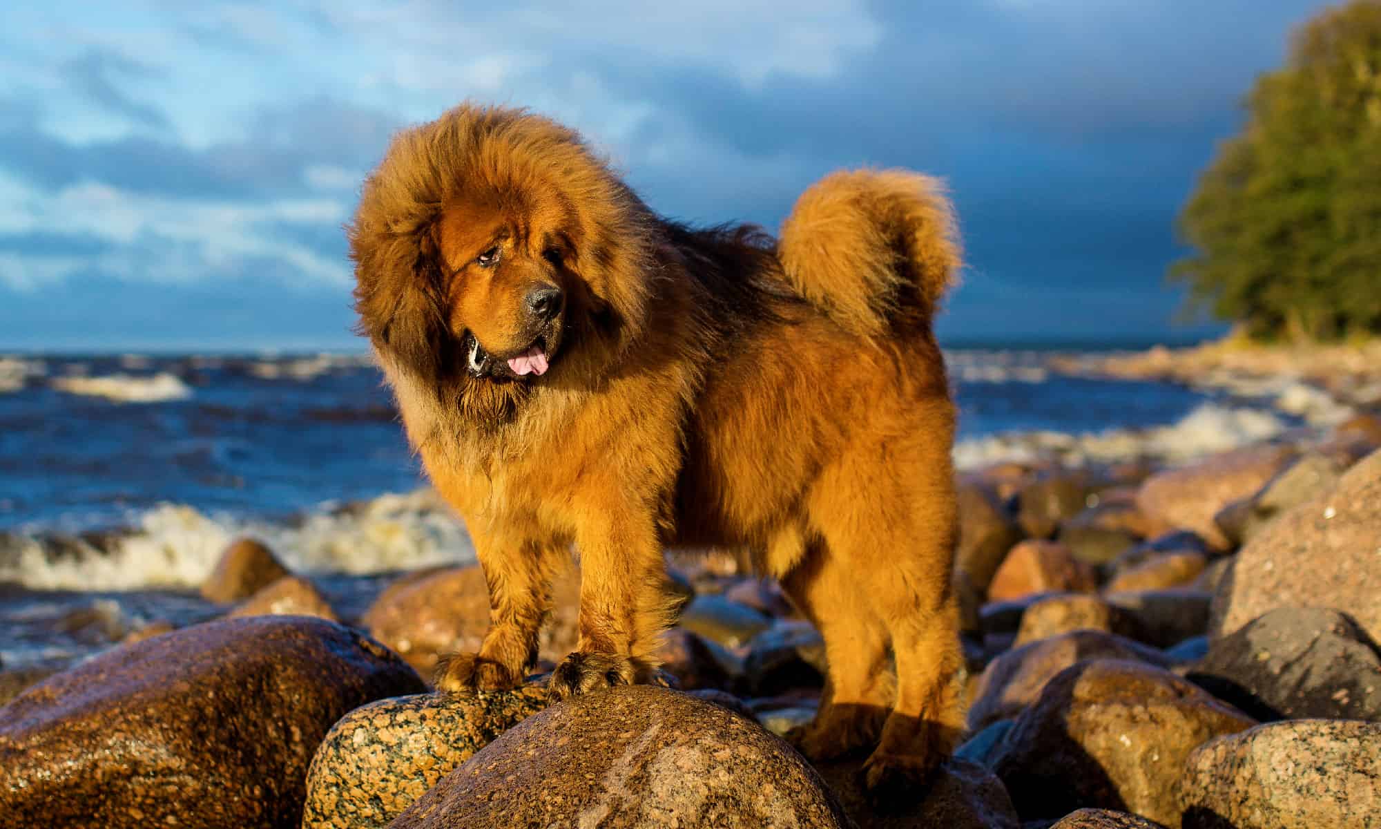 These Dog Breeds are the Priciest