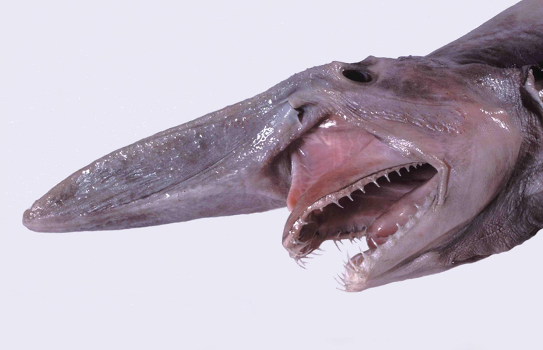 Los 35 animales más FEOS, pero fascinantes, que jamás hemos visto