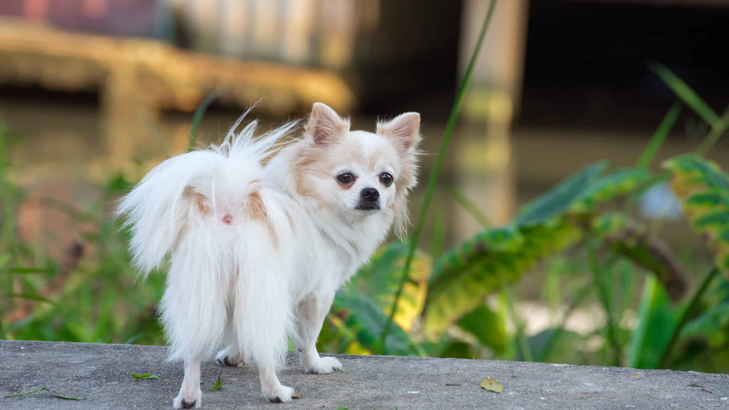 This Tiny, 10-lb Dog Breed Will Cost You Upwards of $4,000