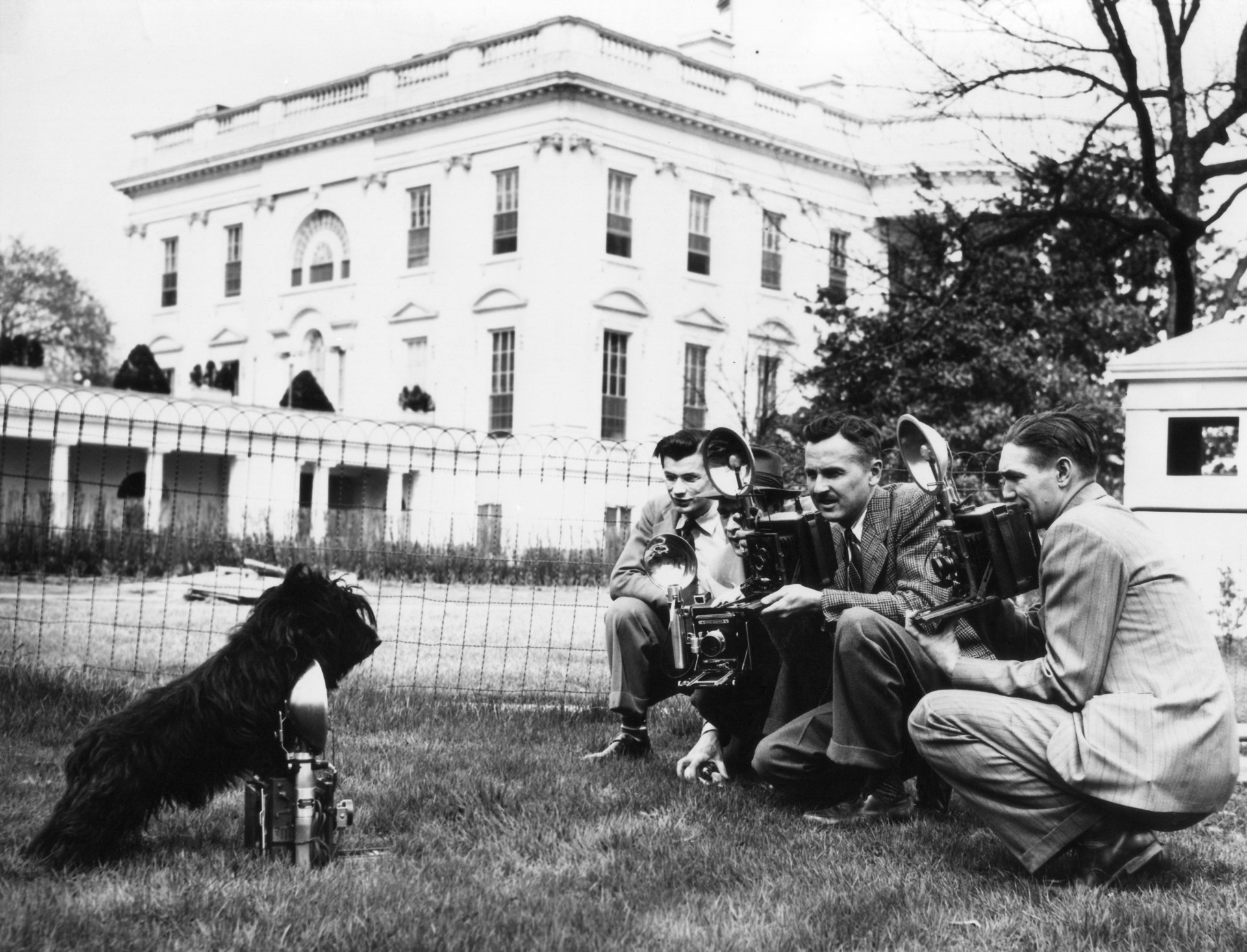 The most famous dogs in history