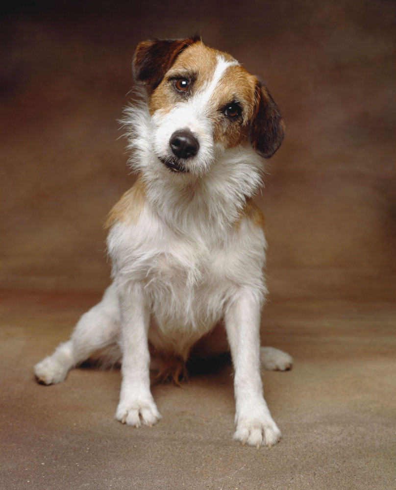 The most famous dogs in history