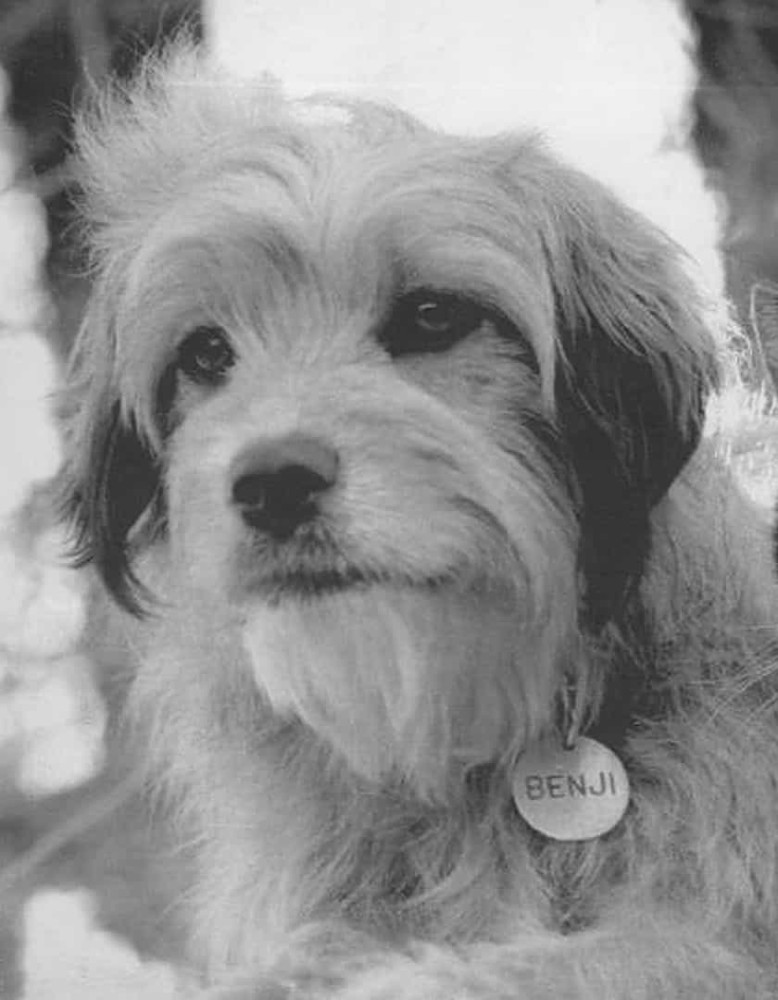 The most famous dogs in history