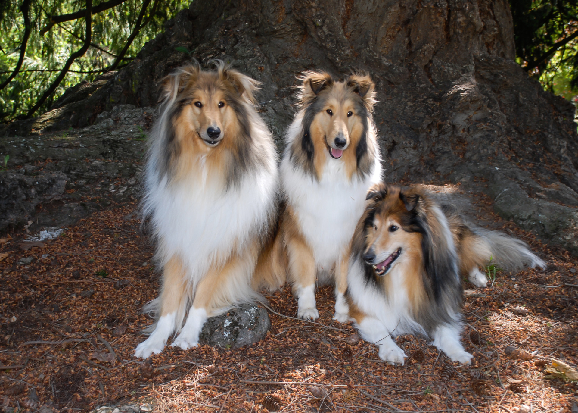 The most famous dogs in history