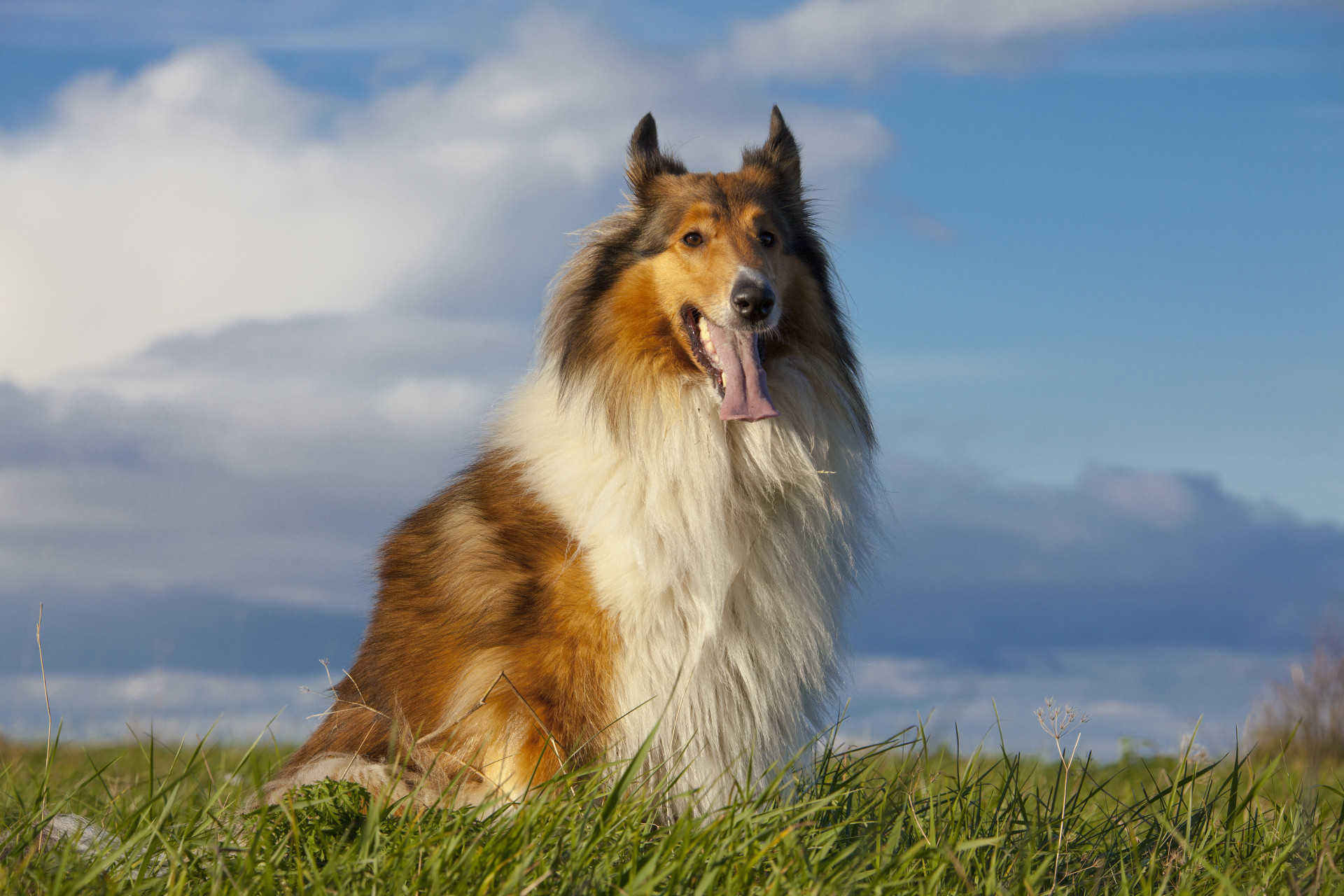 The most famous dogs in history