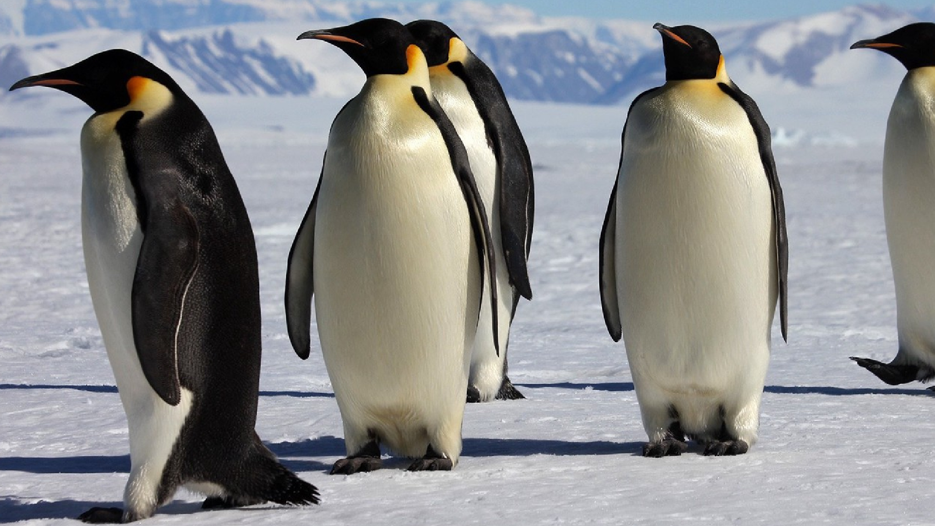 Must-see movies for animal lovers