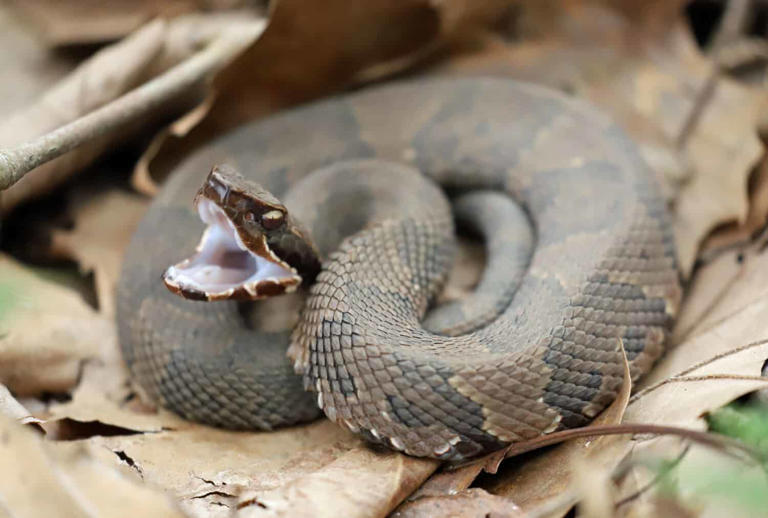 The one dead-simple way to tell a cottonmouth from a harmless water snake