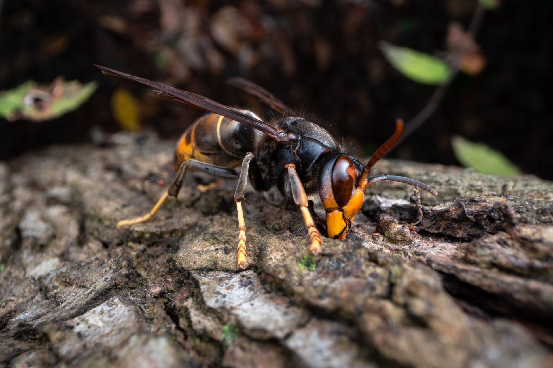 What happened to Murder Hornet invasion of Canada and the US?