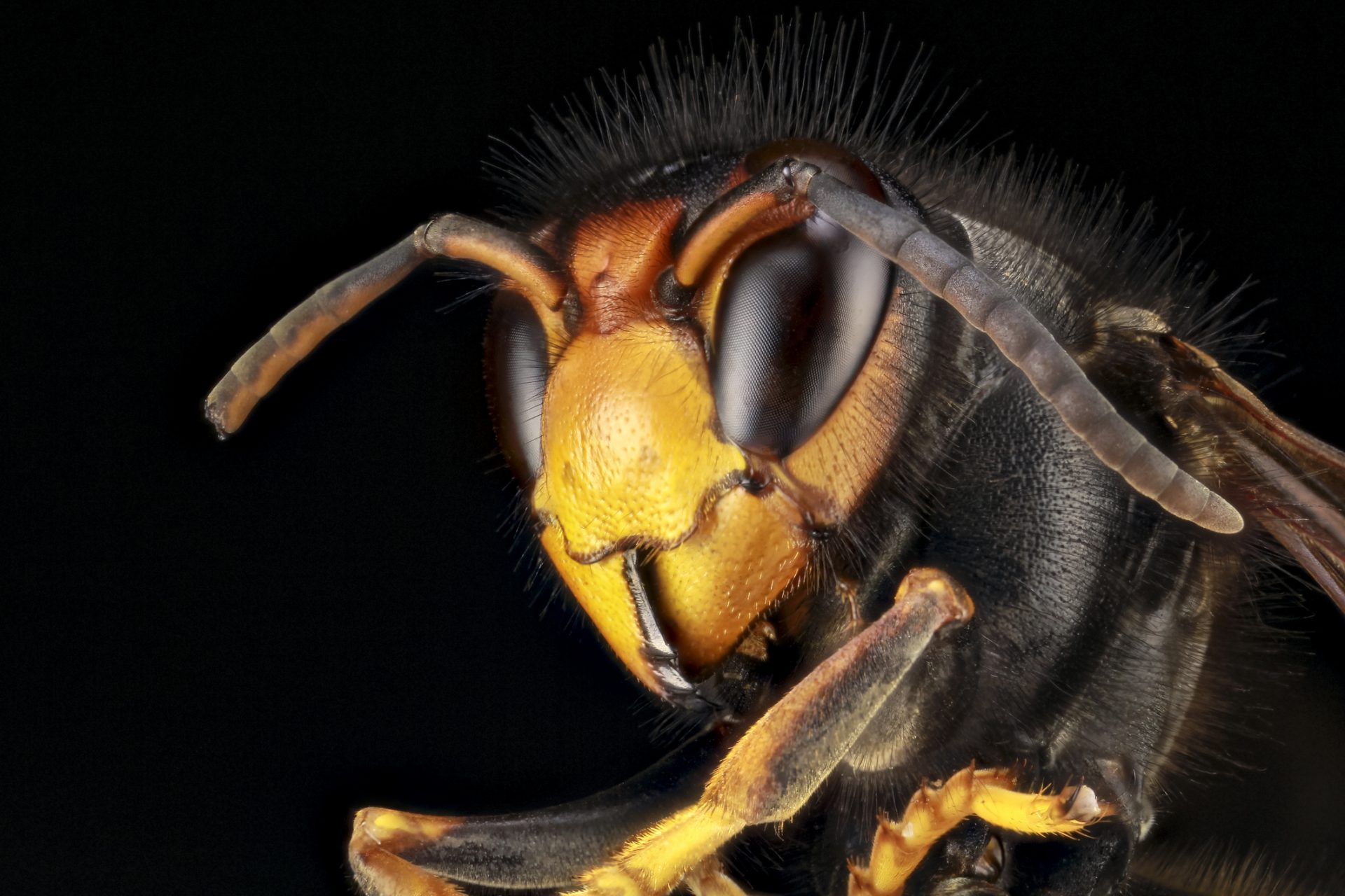 What happened to Murder Hornet invasion of Canada and the US?