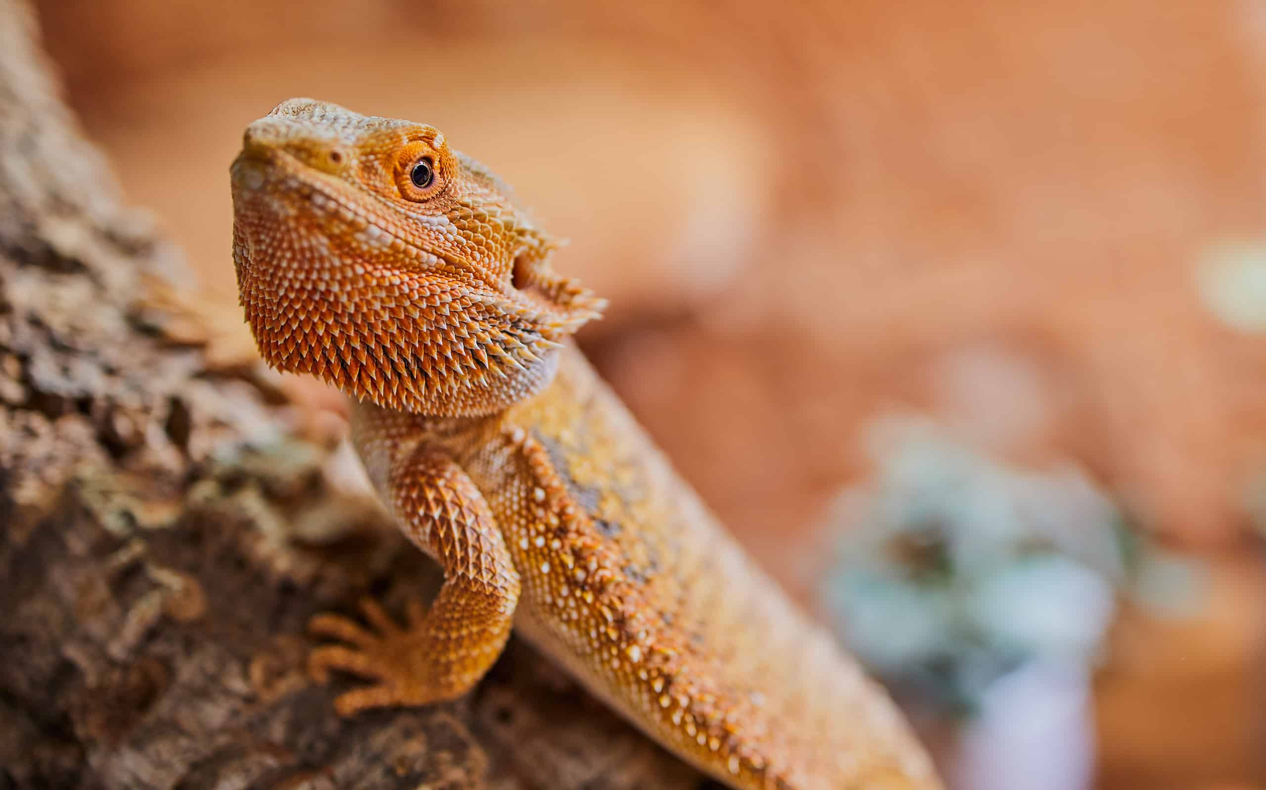 The 19 Best Pets That Won’t Stink Up Your House
