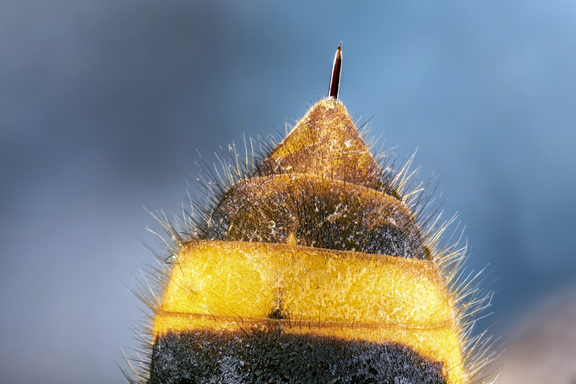 What happened to Murder Hornet invasion of Canada and the US?