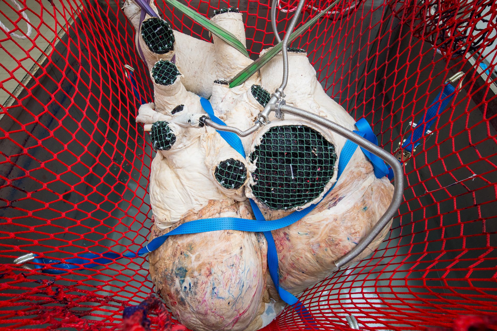 The blue whale: a fascinating animal in photos and facts