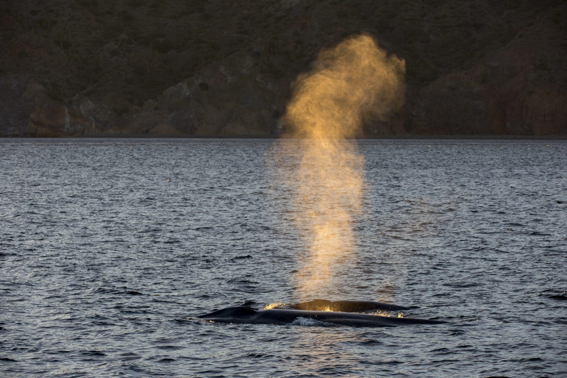 The blue whale: a fascinating animal in photos and facts