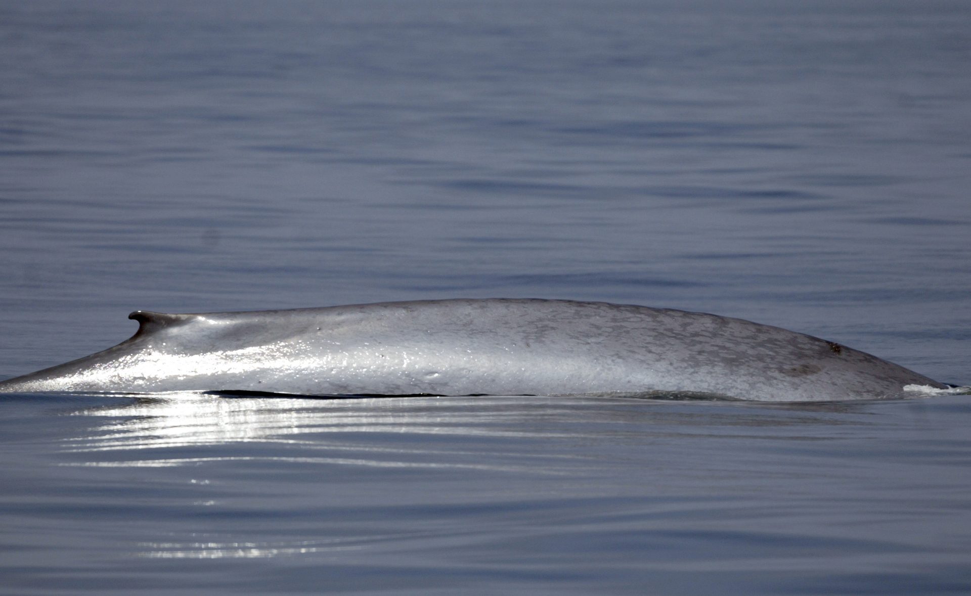 The blue whale: a fascinating animal in photos and facts