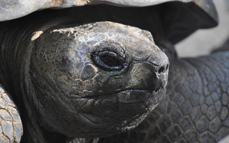 How removing a tortoise from the wild helped save an entire species